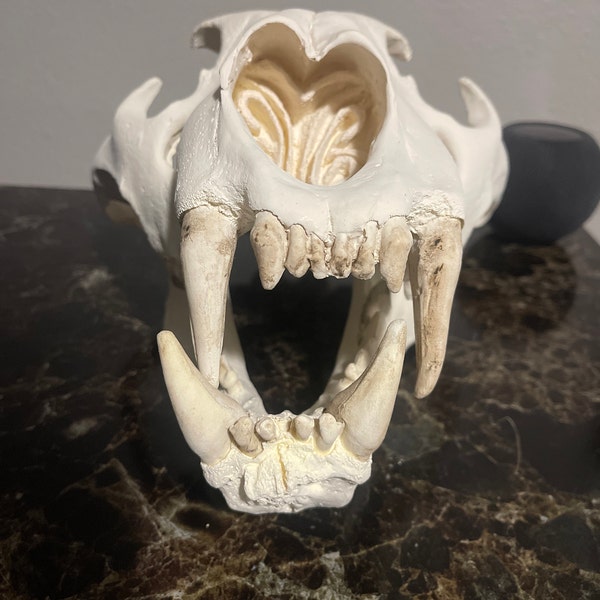 Large Male AFRICAN LION SKULL Replica Taxidermy Home Decor Interior ...
