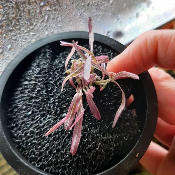 Grape Wood Driftwood - Versatile & Stunning for Aquascapes, Home Decor ...