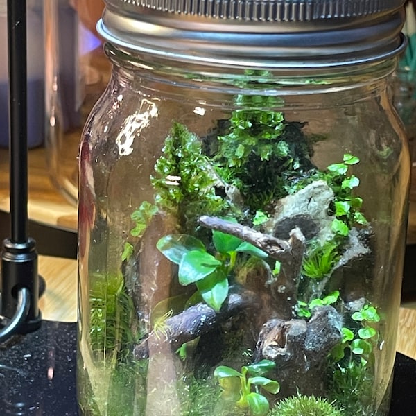 Cali-bon Premium New Zealand Sphagnum Moss for Kokedama, Moss Ball ...