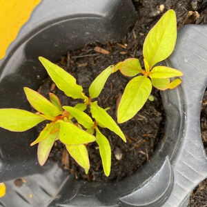 GREEN WORLD Eucalyptus/nilgiri/safeda Tree Seeds - Etsy