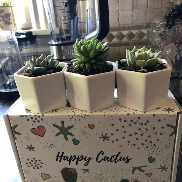 Happy Cactus Box Natural Succulent gift box by Happycactusbox