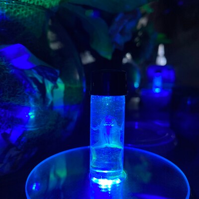 Round LED Display Base for Wet and Diaphonized Specimens - Etsy