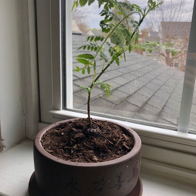 Treesagain Potted Blue Jacaranda Tree Jacaranda Mimosifolia 8 to 10 ...