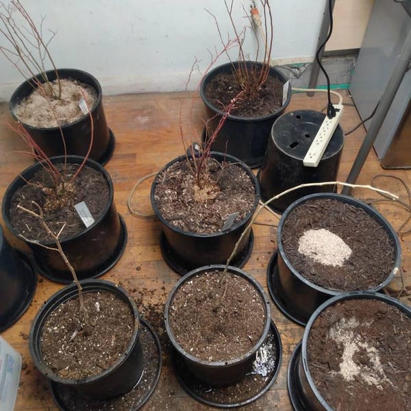 1 Dunstan Hybrid Chestnut Tree (12-24in Bare Root) - Etsy