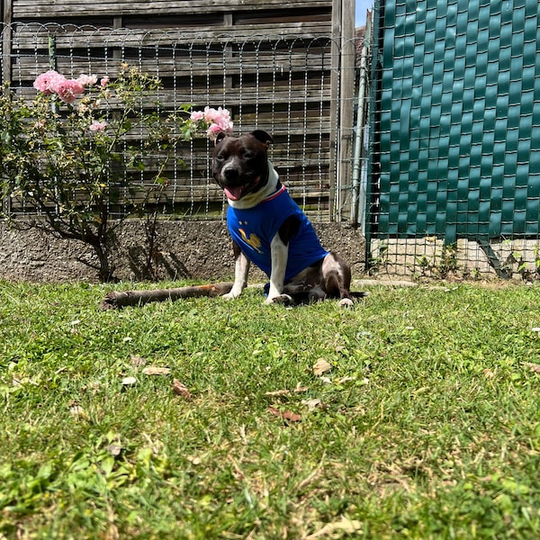 Barcelona Personalised Pet Tank Top FC 24/25 With Original FC Logo dog ...