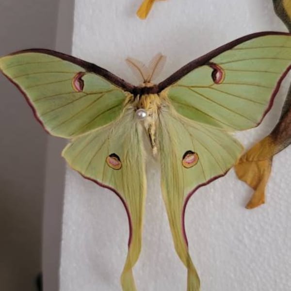3 PRACTICE Grade Specimens of LUNA Moth Actias Luna - Etsy