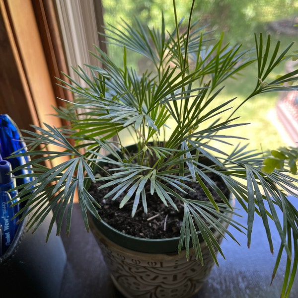 Fern Plant, Eyelash Fern Plant Young Starter Plant in a 4" Pot, Rare ...