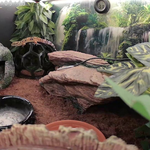 Leopard Gecko Jungle Gym: Climbing Enrichment for Reptile Terrarium - Etsy