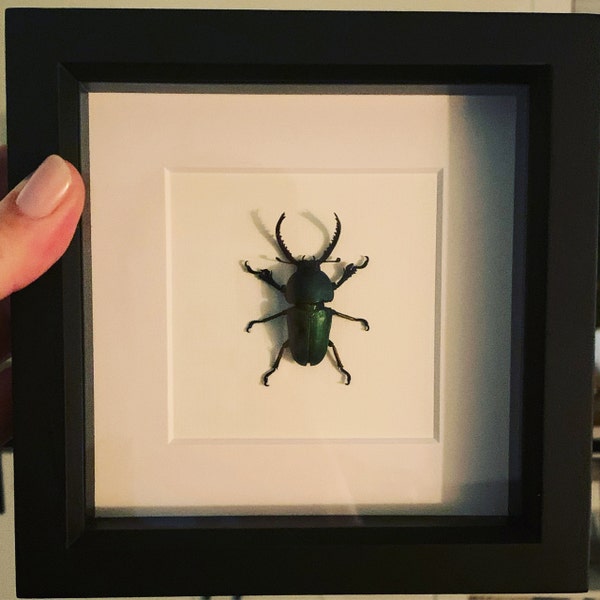 Real Framed Beetle Insect Display Archival Quality - Etsy