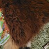 Buffalo / Bison Rug & Hide -blanket and Garment Quality -extra Large - Etsy