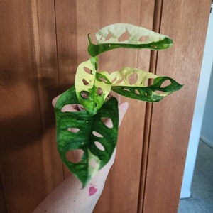Philodendron Brandtianum Aff wild Form - Etsy