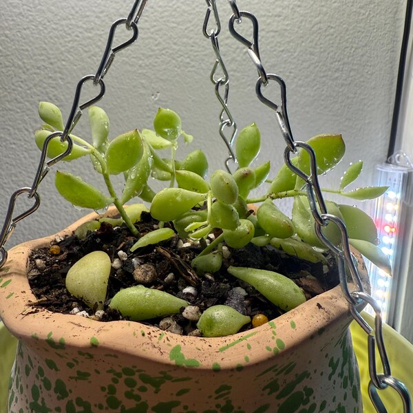 Cotyledon Pendens, Trailing Succulent, Small Live Plant in 2", 4", 6 ...