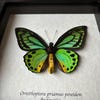 Real Kolyma 88 Butterfly Framed Taxidermy - Callicore Kolyma - Etsy