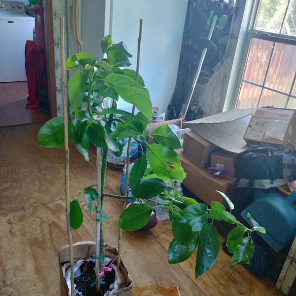 Donnie Avocado Tree , Grafted in 3 Gallon Pot, No Ship to HI - Etsy