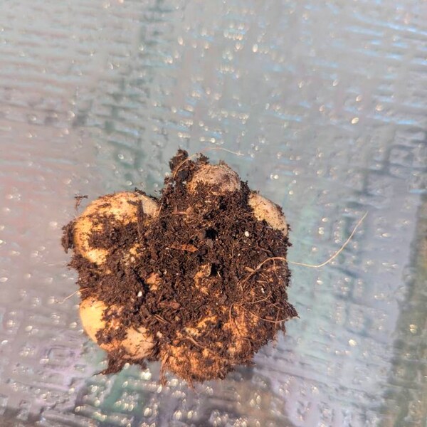 Catmint Nepeta Nervosa Pink Catmint Xeriscape Garden Flower Plant Seed ...