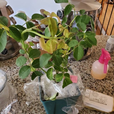 Rare New Rose. Red Juicy Terrazza. 红果汁flower Machine. Continue Blooming ...