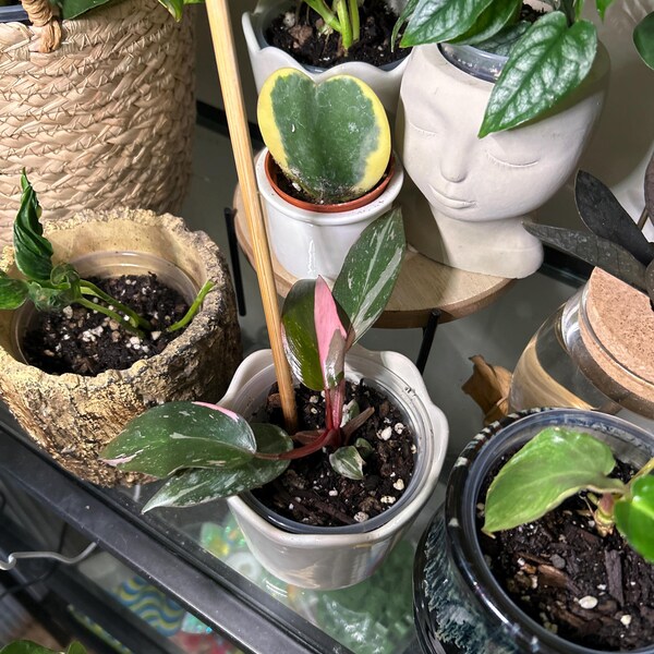 Philodendron White Princess #2 Starter Plant (ALL STARTER PLANTS ...