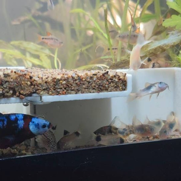 Corner Undergravel Fish and Terrarium Tunnel Fish Cave Fish Hide ...