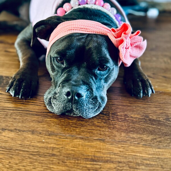 Fabulous Fido Dog Warm Sweater, French Bulldogs Winter Wool Clothes ...