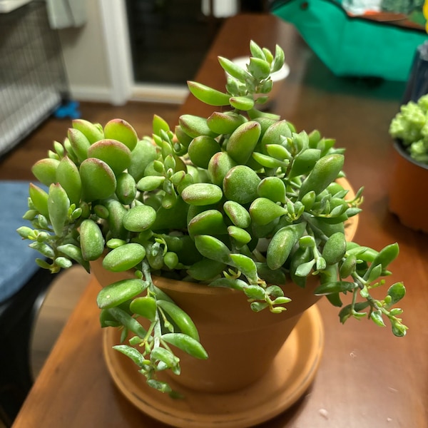 Cotyledon Pendens, Trailing Succulent, Small Live Plant in 2", 4", 6 ...