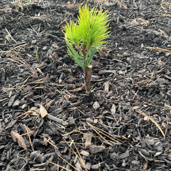 Viburnum Burkwoodii 'mohawk' Burkwood Viburnum Live Plant 4 Pot Size - Etsy