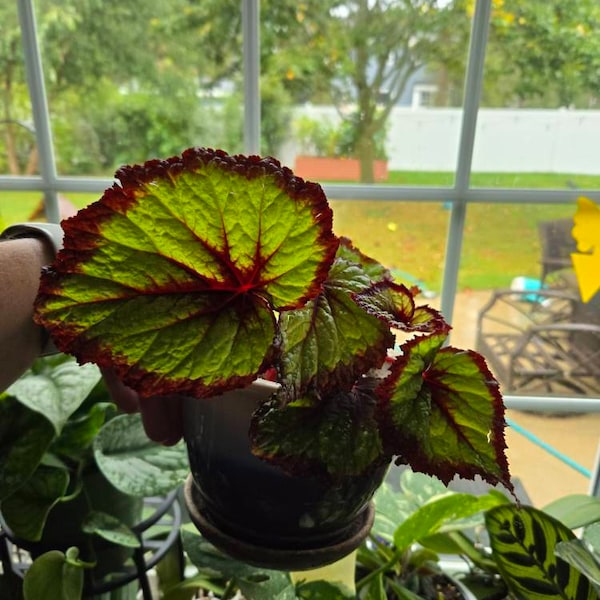 RARE Rex Begonia Blue Flashing ‘tiger Kitten’ Live House Plant Potted 4 ...