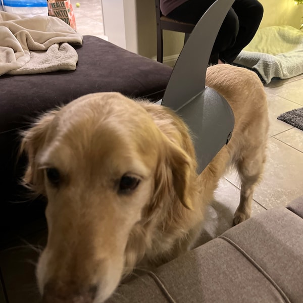 ORCA Fin for Your Large Dog. Killer Whale Fin for Your Large Dog - Etsy