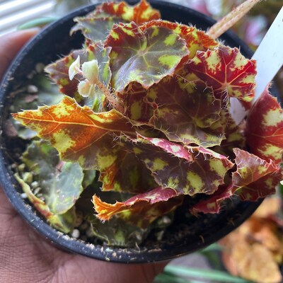 Rhizomatous Begonia 'tiger Kitten' - Etsy