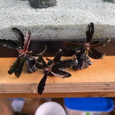 BUY 2 GET 1 FREE Bucephalandra Buce Godzilla Kedagang Red Easy Live ...