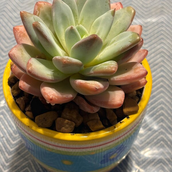 Echeveria Ball of Fat-succulent - Etsy