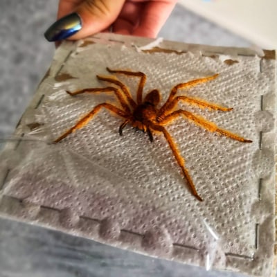 A Very Nice Orange Huntsman Spider From Malaysia Heteropoda Davidbowie ...