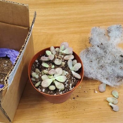 Rare Pink Moonstone Succulents, Pink Pebble Rosette Plants, Pachyphytum ...
