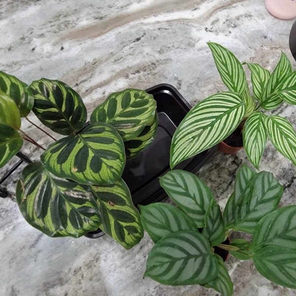 Calathea Assorted Starter Pack | Calathea Starter Plants | Rooted ...