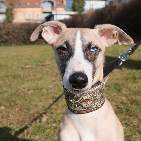 Comfortable, Soft&cosy, Elegant Whippet Martingale Collar. Width - 5 ...