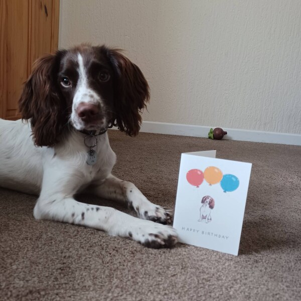 Springer Spaniel Birthday Greetings Card for Dog Lover three Balloons ...