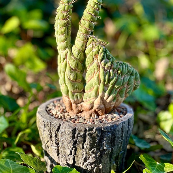 Concrete Tree Troll Planter, Concrete Tree Troll Pot, Faux Tree Troll ...