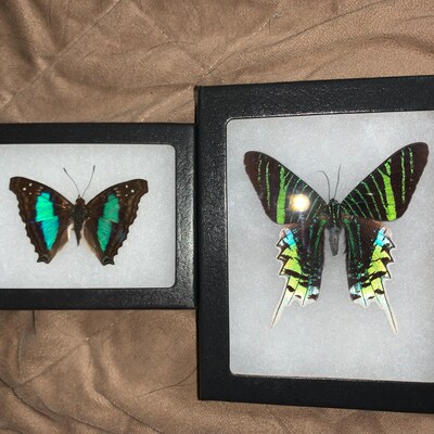 The Green-banded Urania Moth, Urania Leilus, Wings Folded OR Mounted ...
