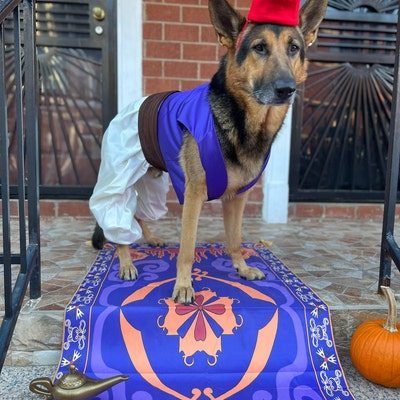 Dog Cleopatra Halloween Costume, Cleopatra Dog Costume, Puppy Cleopatra ...