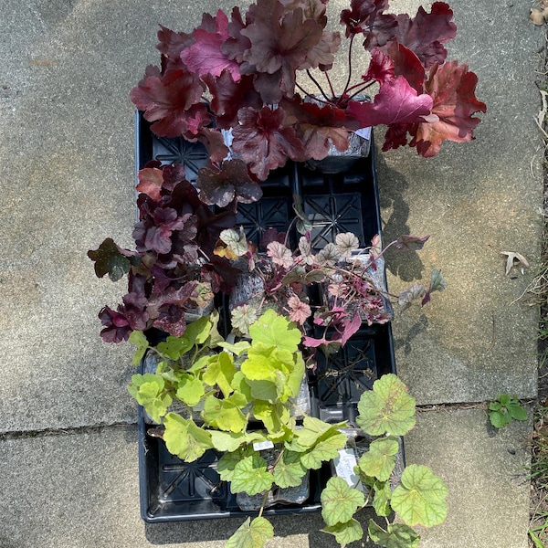 Mixed Heuchera in 3.5 Inch Pots, You Choose Amount! We Send Out ...