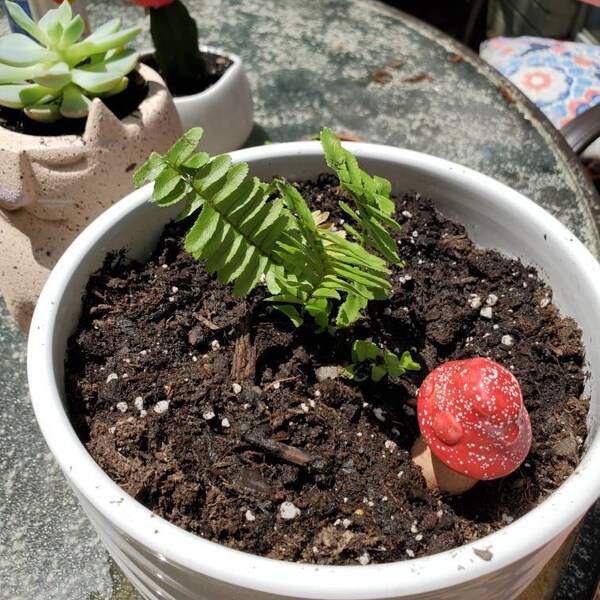 Chester Fern Starter Plant (ALL STARTER PLANTS Require You to Purchase ...