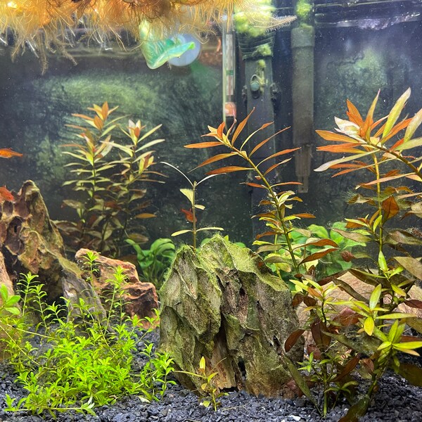 10 Stems Pearlweed hemianthus Micranthemoides Thriving Aquatic Plants ...