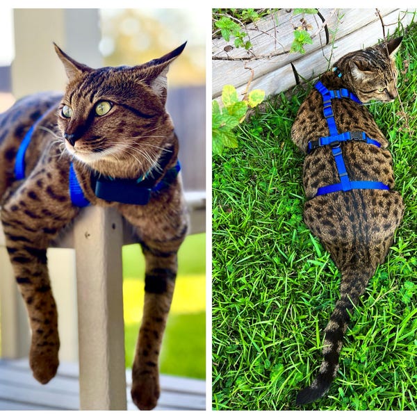 ESCAPE Proof CAT HARNESS, Adjustable Safety Adventure Cat Harness ...