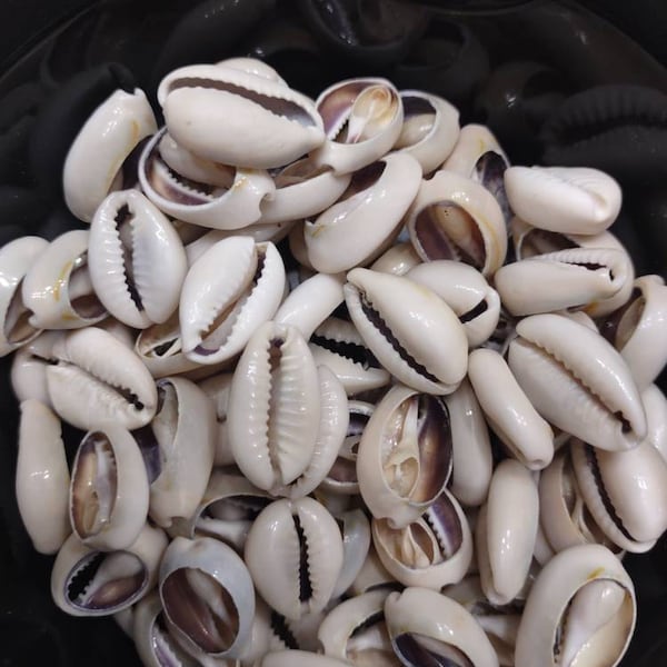 100 African Cowrie Shells: Small to Medium Mixed Size, Sliced for ...