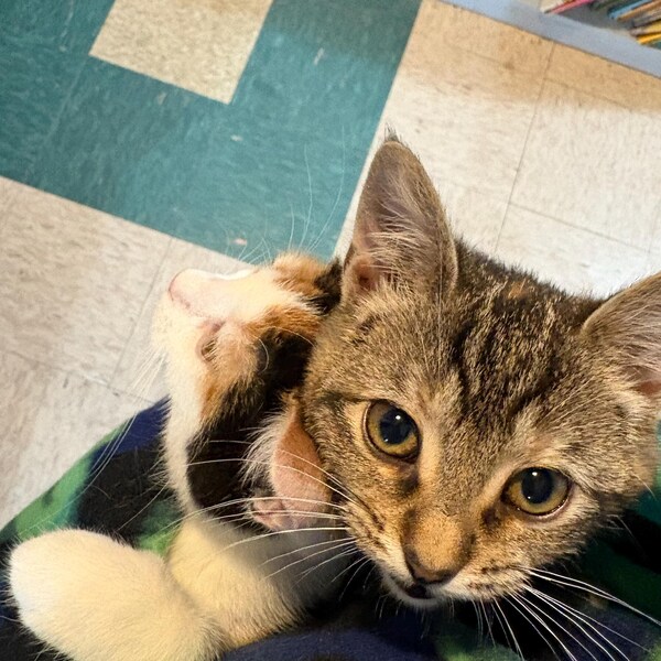 Critter Cuddler™ Small Animal Bonding Sling Pet Carrier for Kittens ...