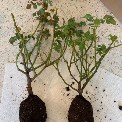 French Cut Rose Pink Strong Fragrant Rose Live Plant, 1 Gallon - Etsy