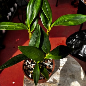 Cattleya Alaorii 'two Too' X 'peter Lin' HCC/AOS Live Cattleya Orchid ...