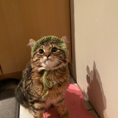 Pumpkin Cat Hat Halloween Cat Hat Costume for Cat - Etsy Canada