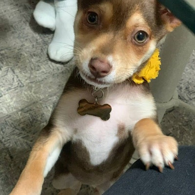 Personalized Gold Dog Tag Custom Engraved ID for Dogs - Etsy