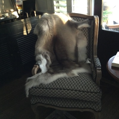 Reindeer Hide Throw & Rug - Etsy