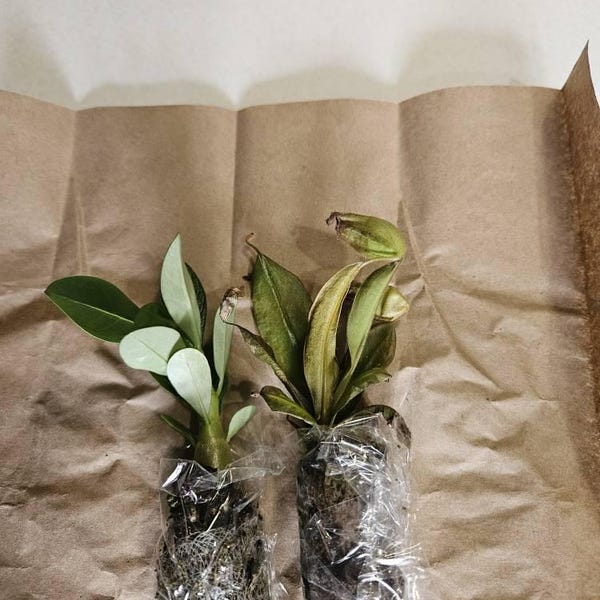 Desert Rose Black Fang Starter Plant **(ALL Plants Require You to ...